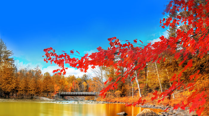 加拿大枫叶景点,枫叶金,枫叶大道_大山谷图库